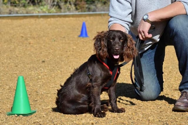 Join Four Paws Dog Training Club